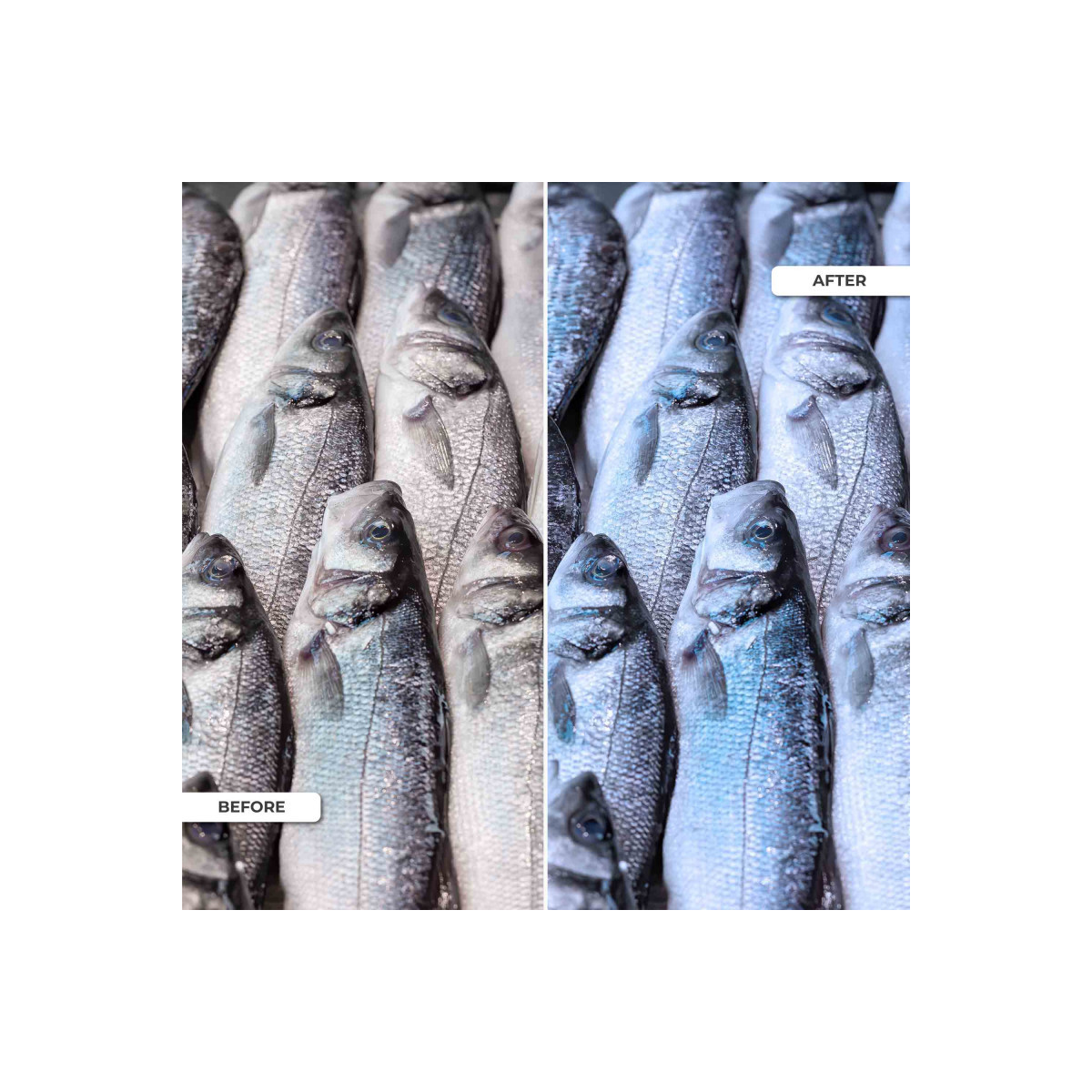 LED 3-phase track spotlight 40W - Fish and Seafood -Philips