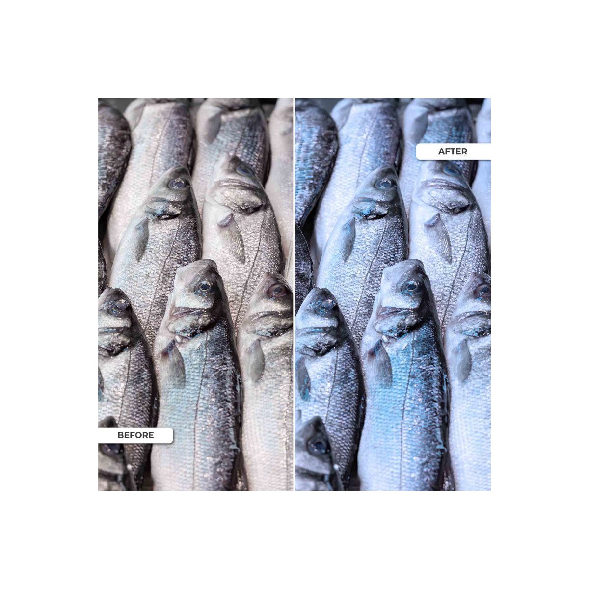 LED 1-phase track spotlight - 40W - Fish and Seafood -CRI 90