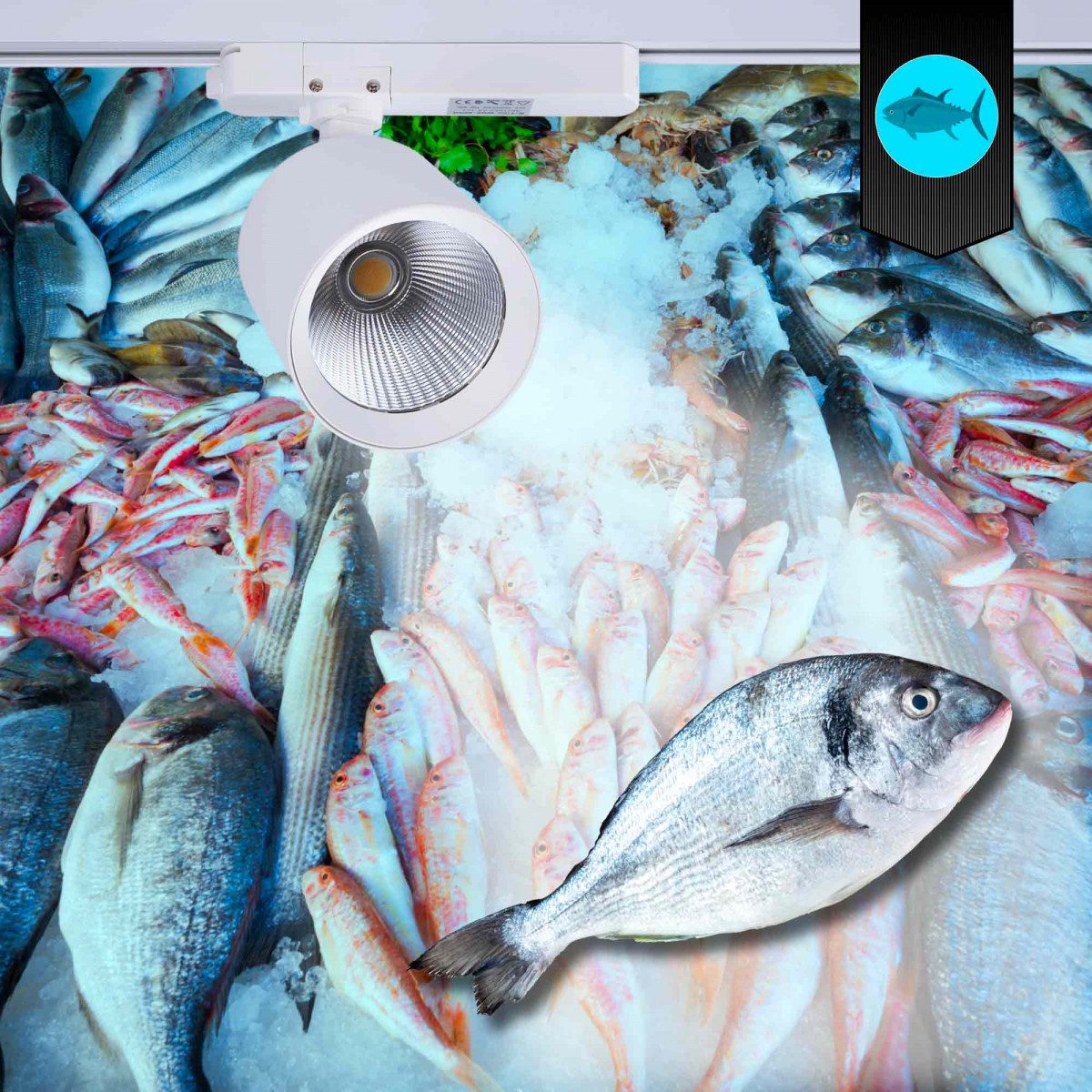 LED 1-phase track spotlight - 40W - Fish and Seafood -CRI 90